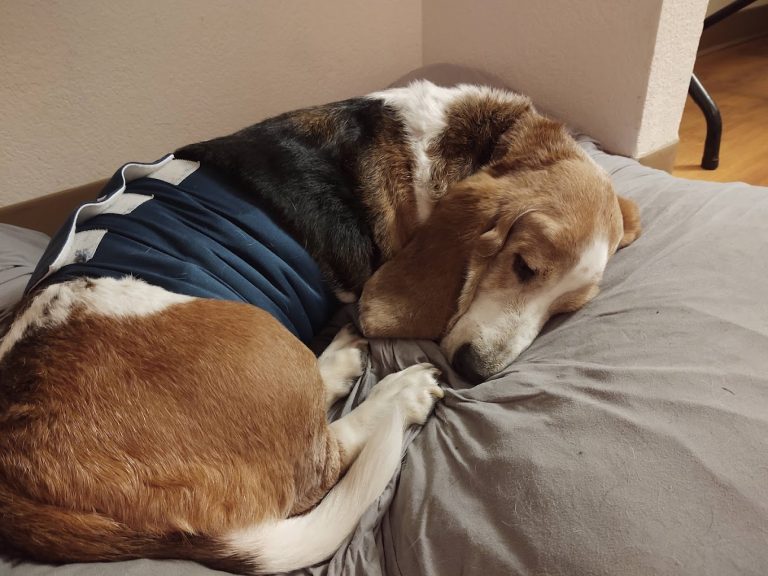 Canine Design – DogRb