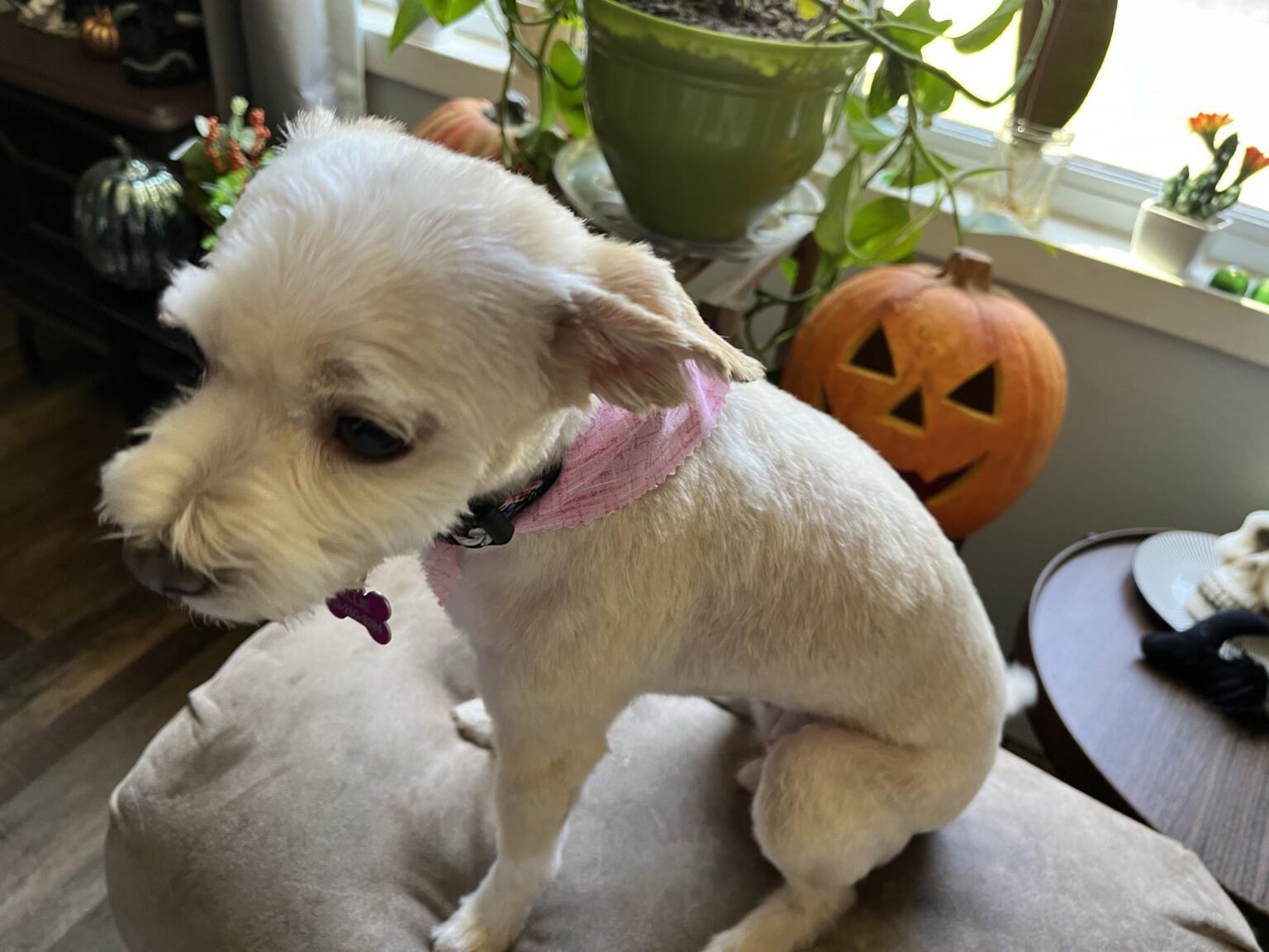 Lacy’s Struttin’ Mutts – DogRb