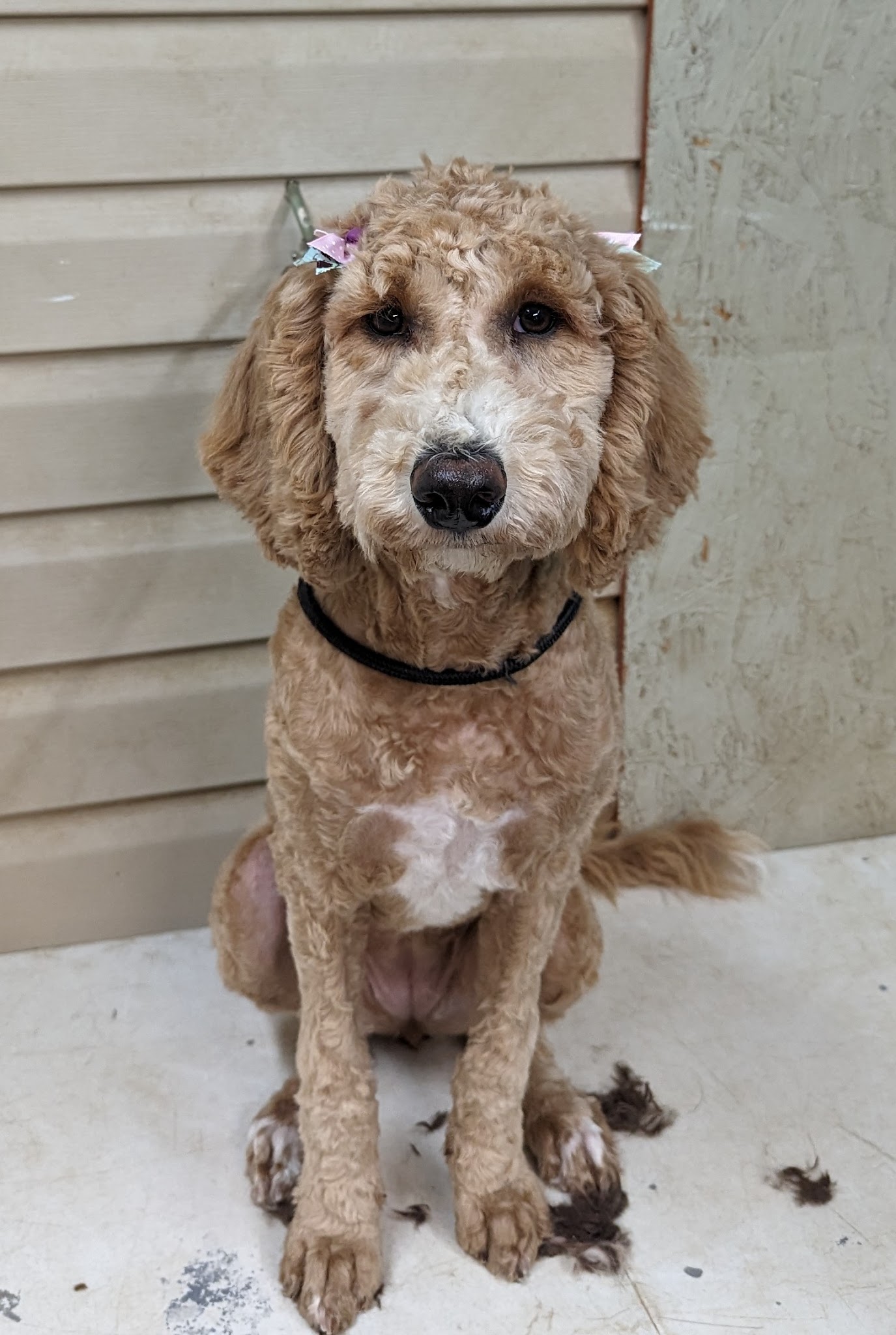 Canine Corner Grooming – DogRb