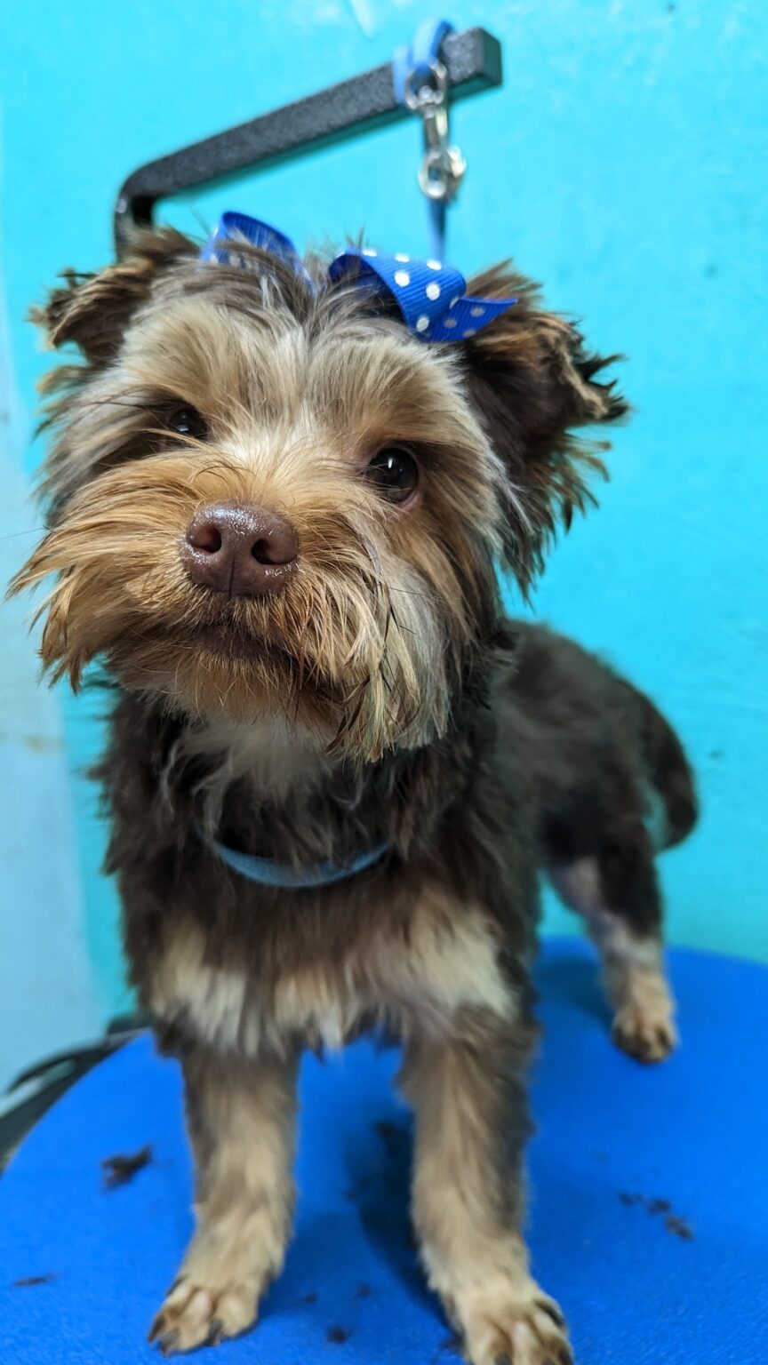Canine Corner Grooming – DogRb