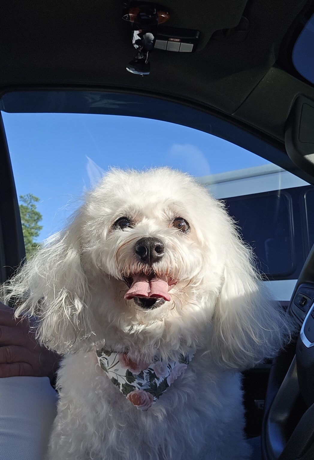 The Pooch Parlor Salon & Mobile Grooming – DogRb