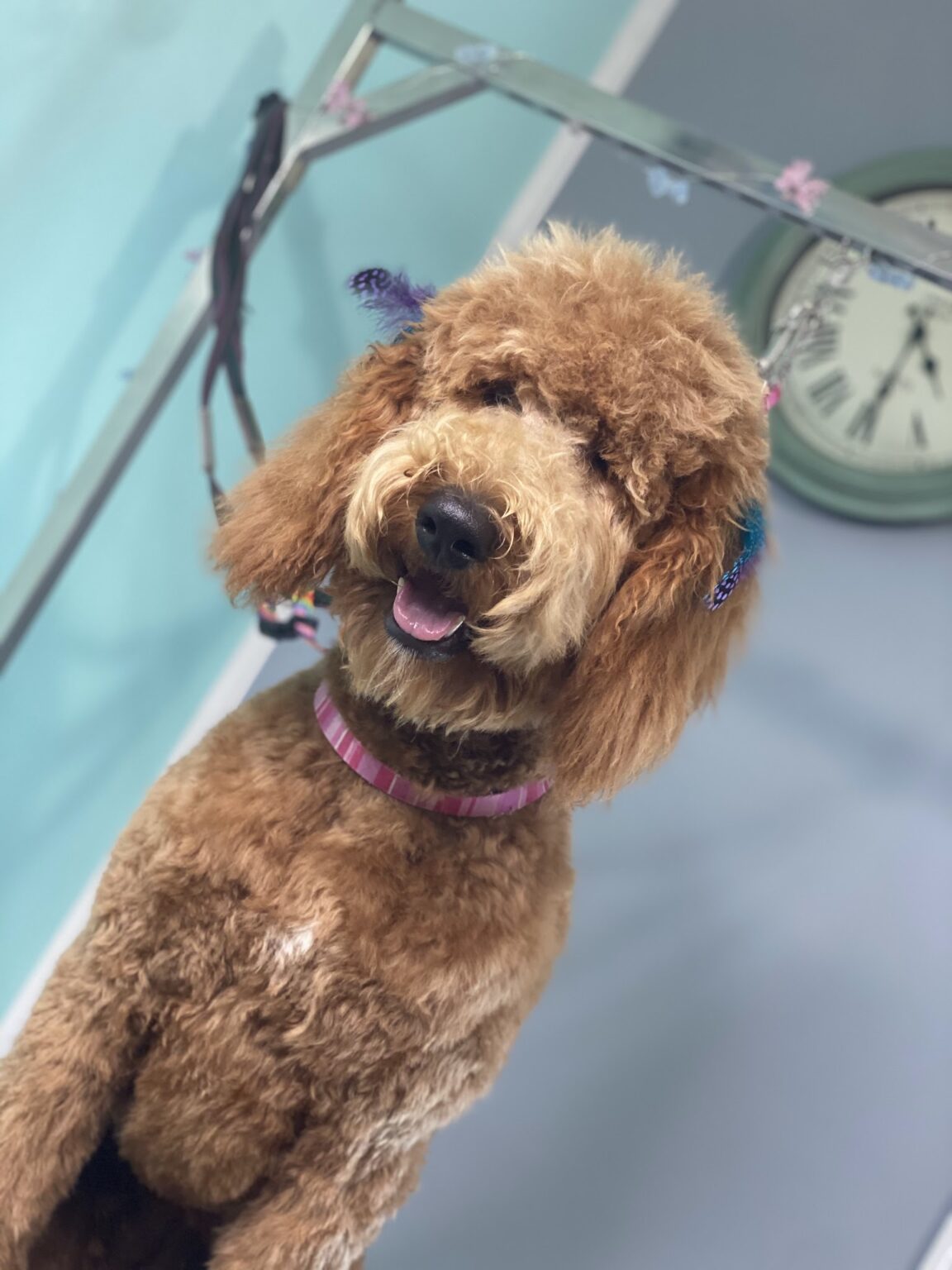 Tail Waggers Retreat – DogRb