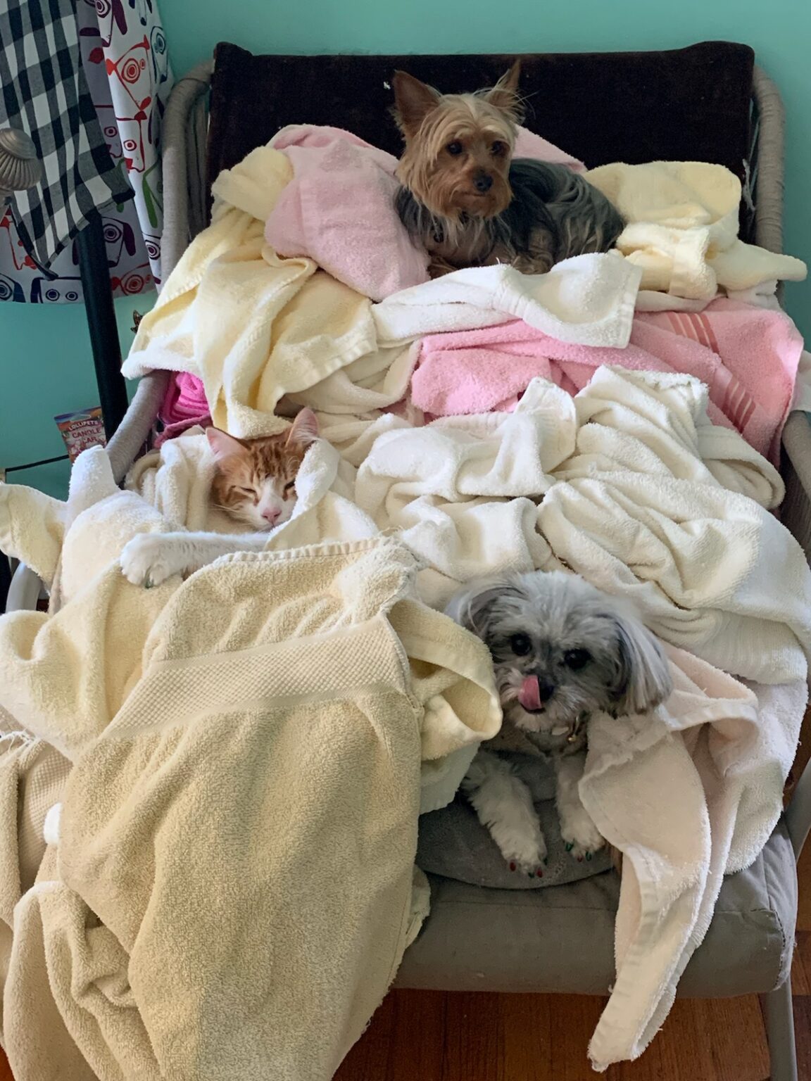 Tail Waggers Retreat – DogRb