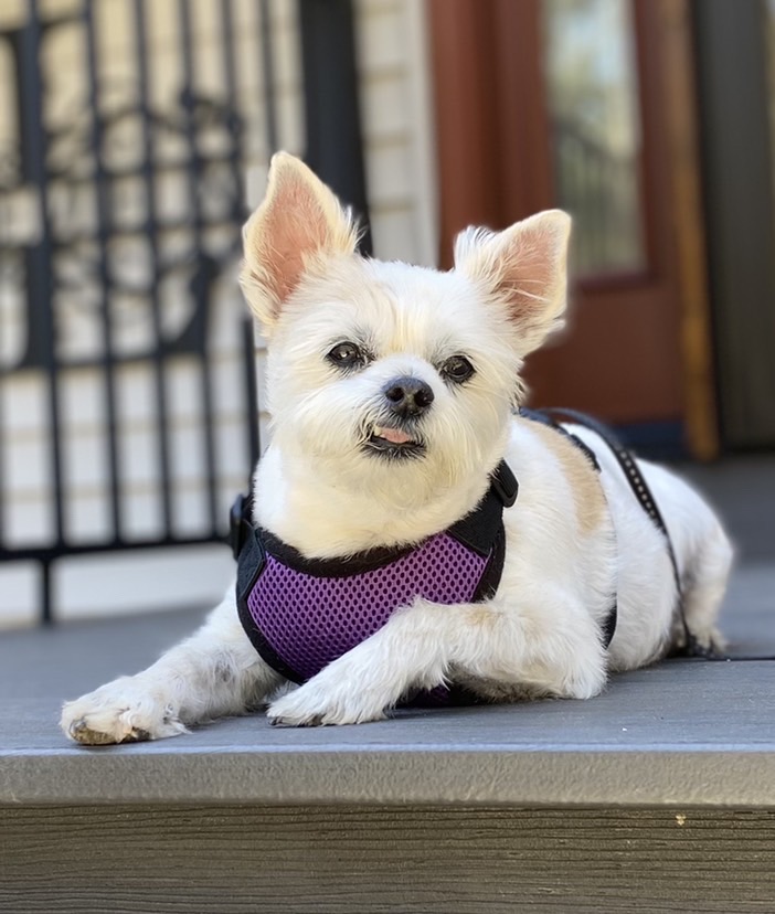 Bark N Bubbles – DogRb