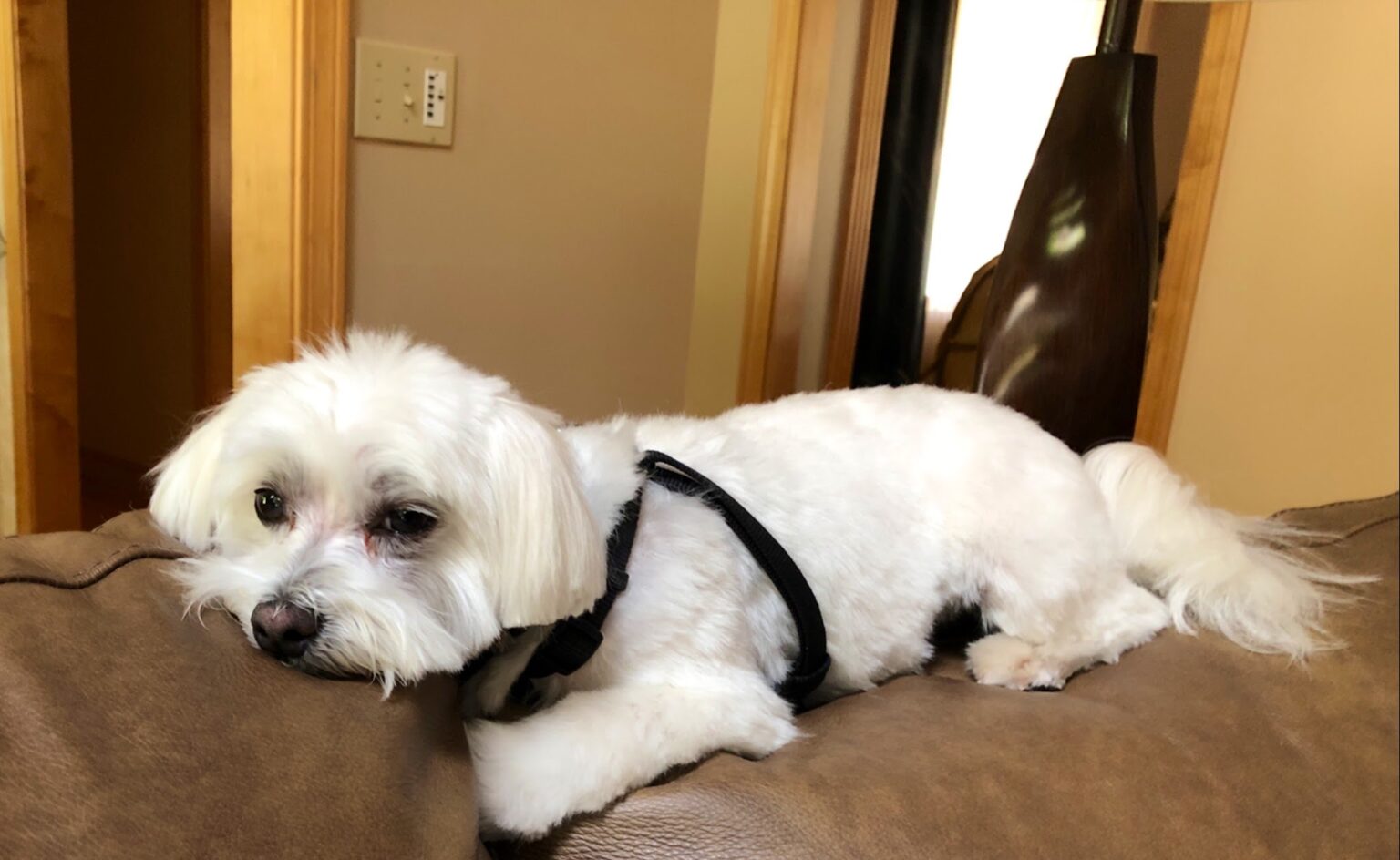 Canine cuts by korie – DogRb