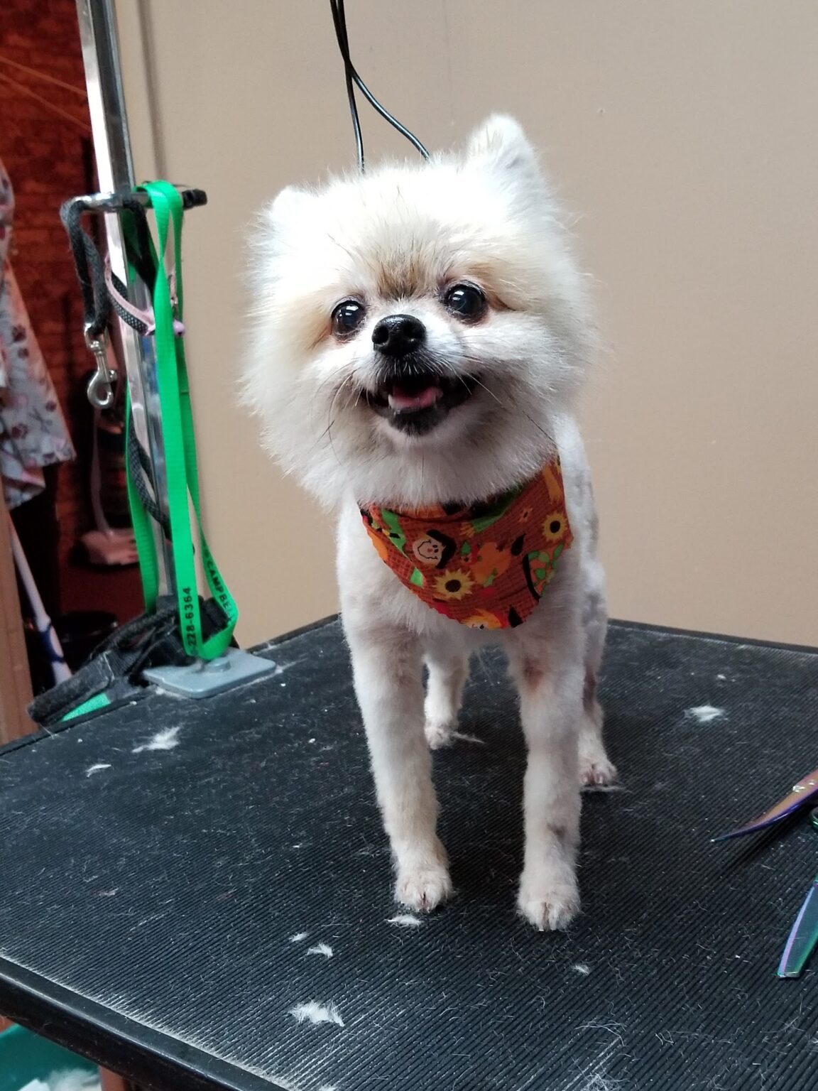 Happy Paws Grooming Salon – DogRb