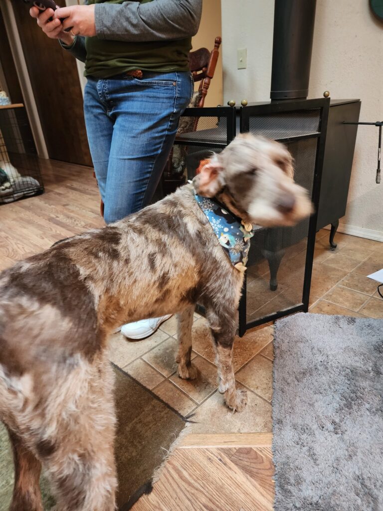 K9 Designs – DogRb