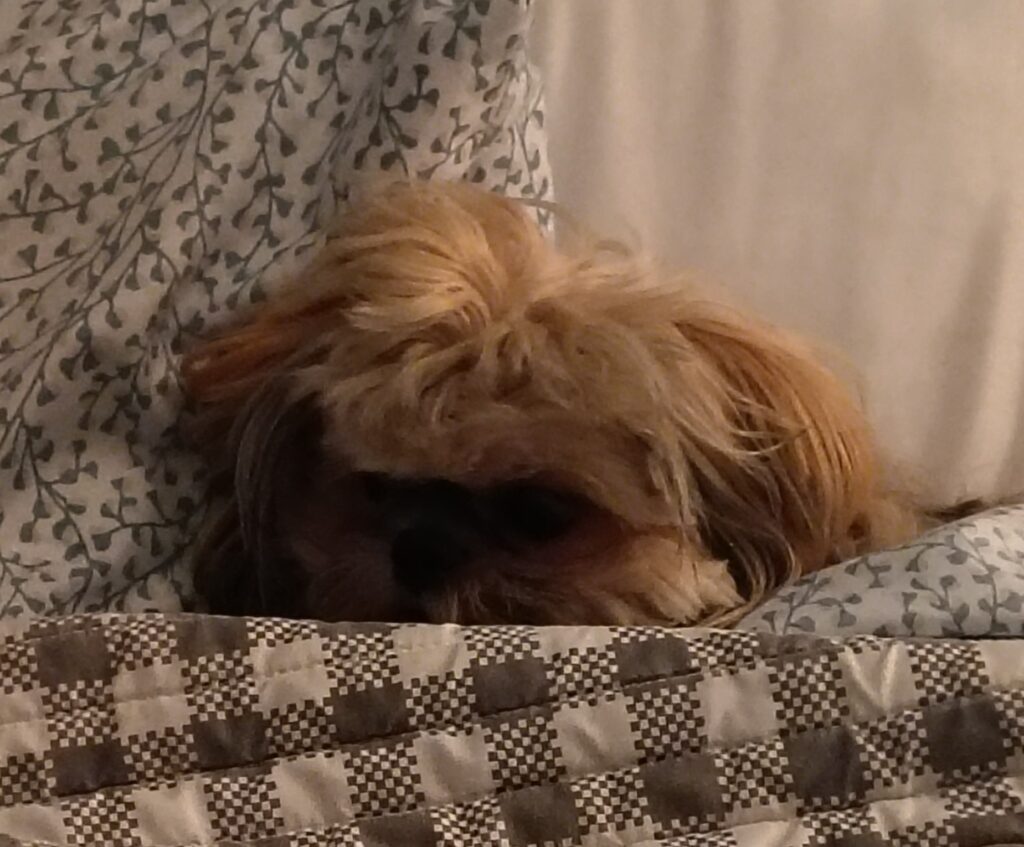 K9 Designs – DogRb