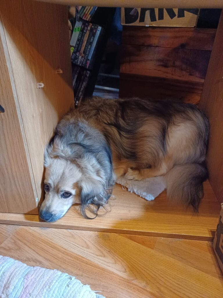 K9 Designs – DogRb