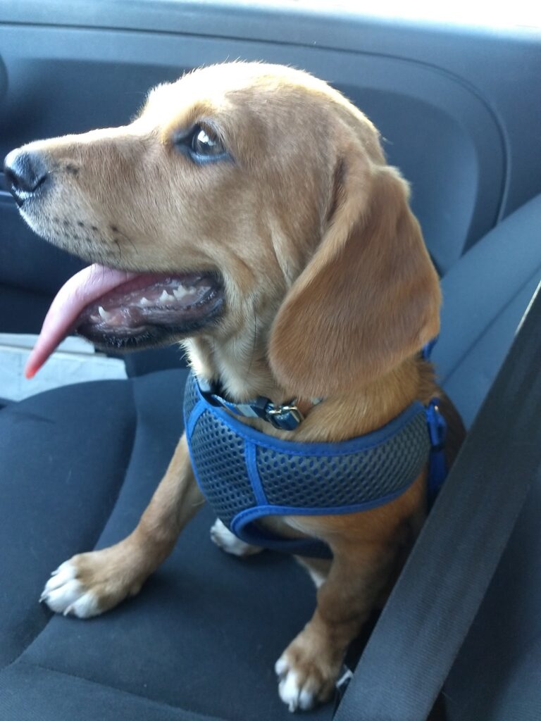 Waggin’ Tails – DogRb