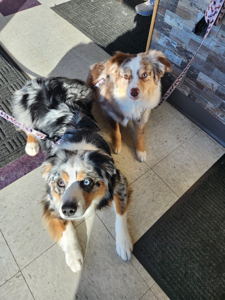 Animal House Pet Styling – DogRb