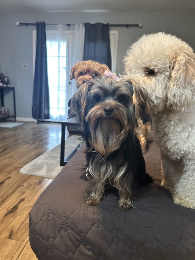 Dapper Doodle – DogRb