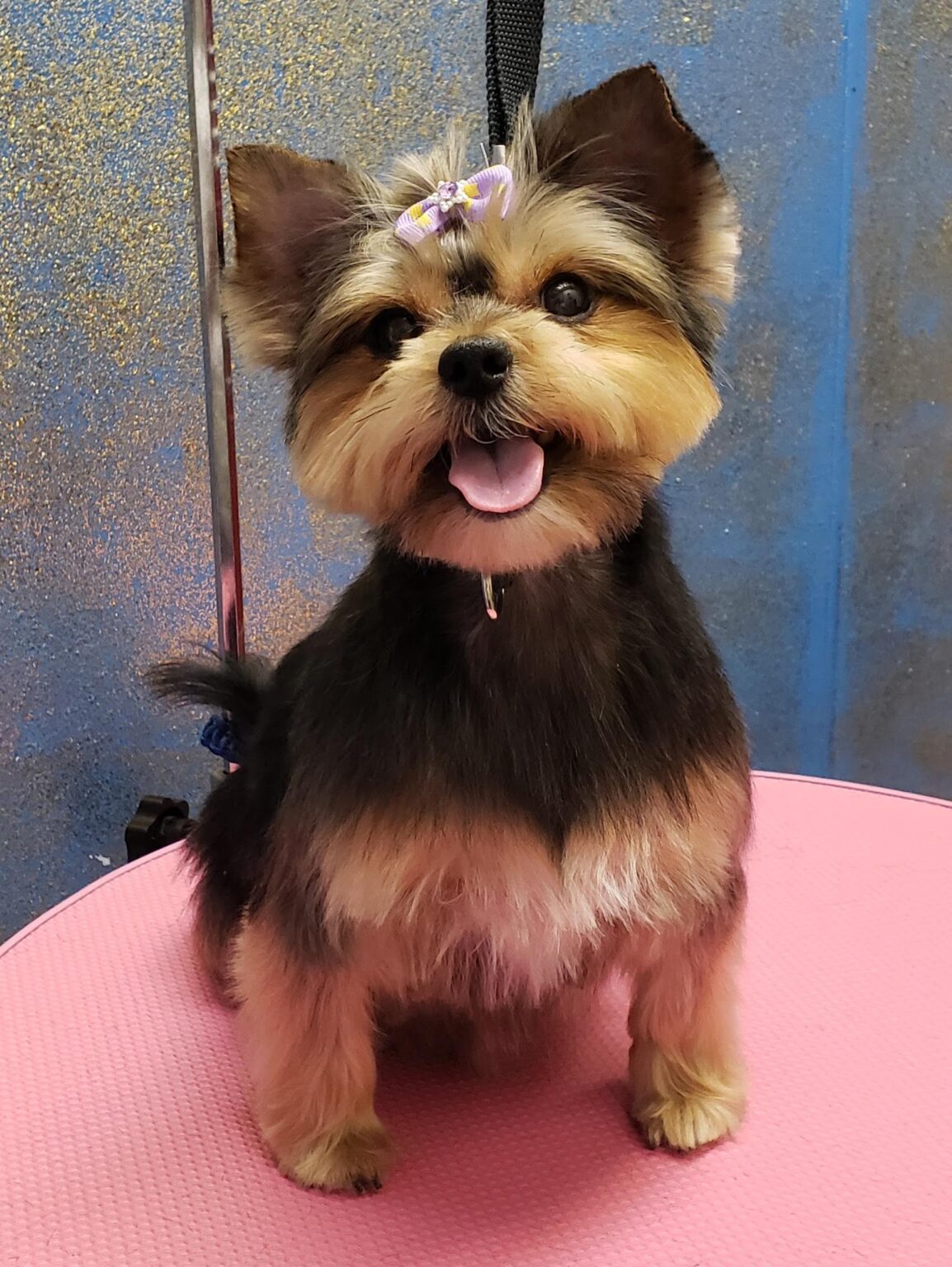 Pretty paws grooming salon – DogRb