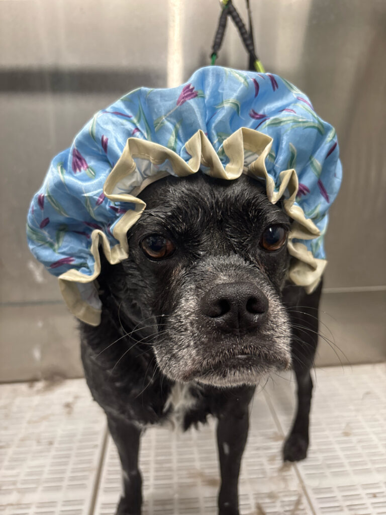 Poofy Pooch – DogRb