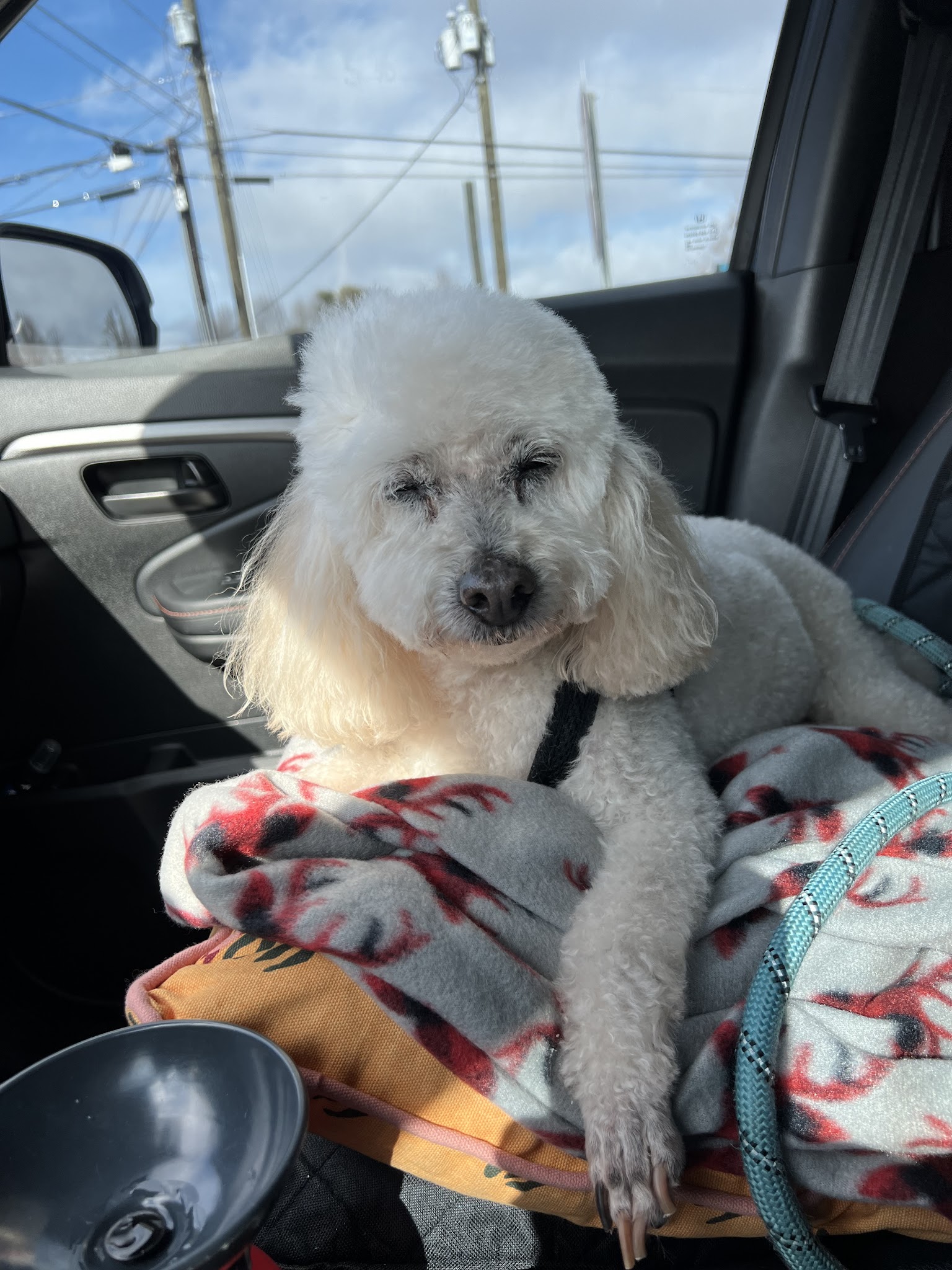 Splash Grooming Salon – DogRb