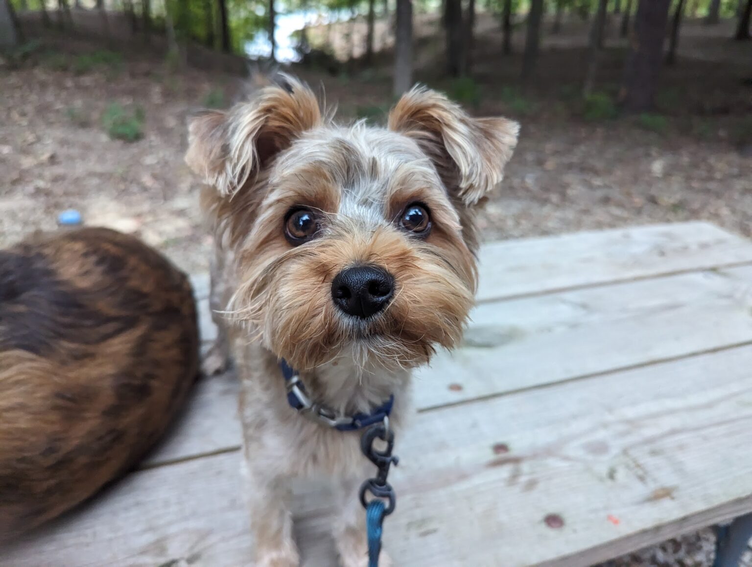 The Paw Parlor – DogRb